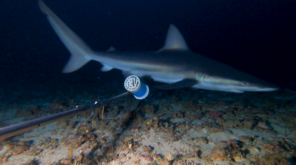 WCS and partners continue their research using BRUVs in Maputo National ...