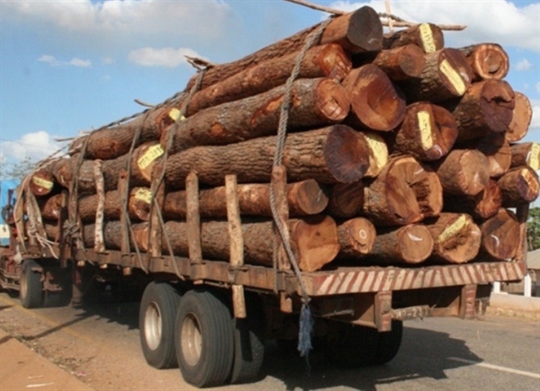 Club of Mozambique - More illegal China-bound wood seized in Beira ...
